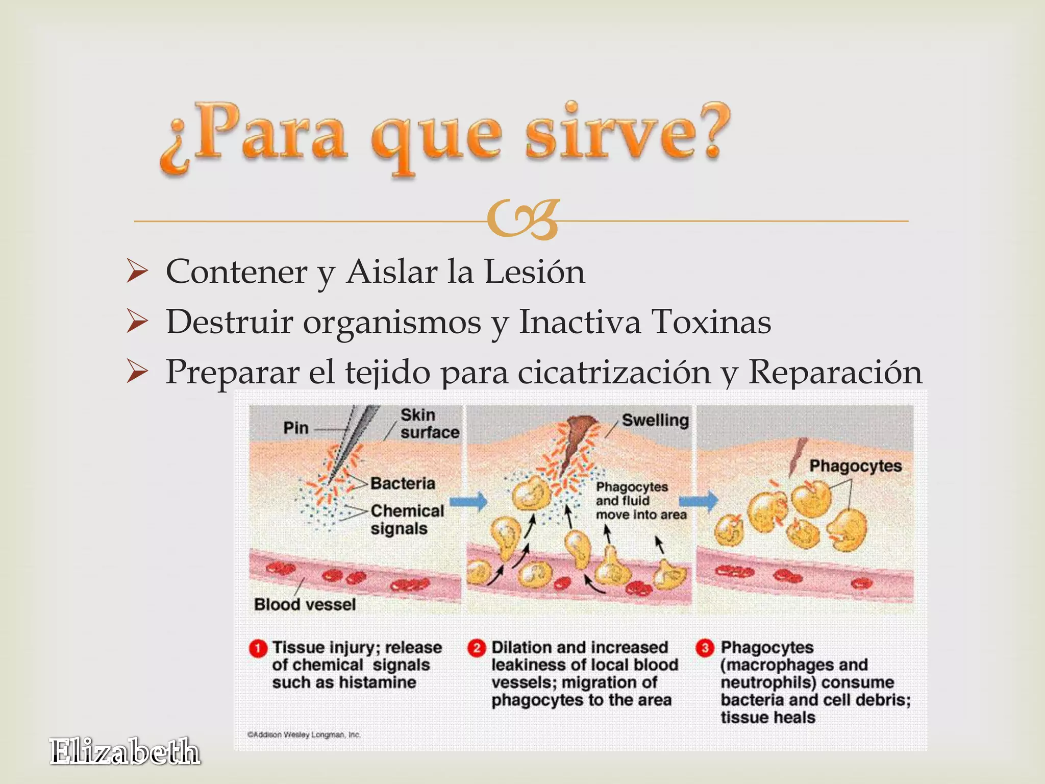 Inflamacion- Patologia Basica | PPTX