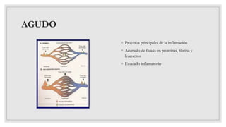 INFLAMACION | PPTX