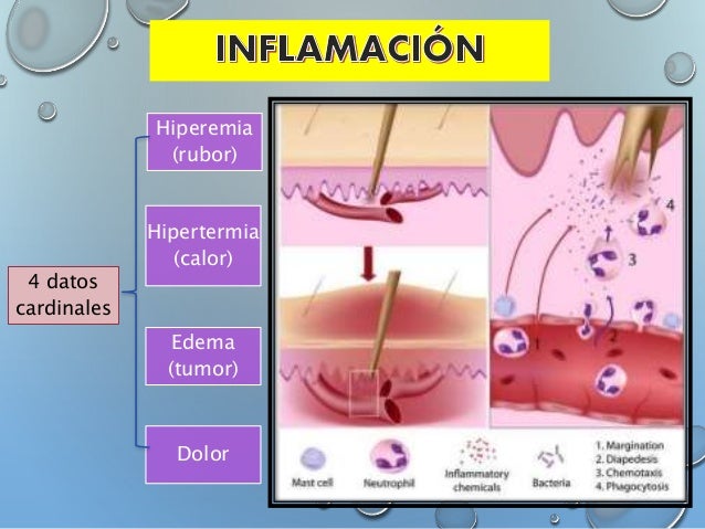 Inflamacion y fiebre