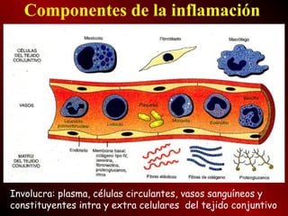 Inflamacion y reparacion | PPT