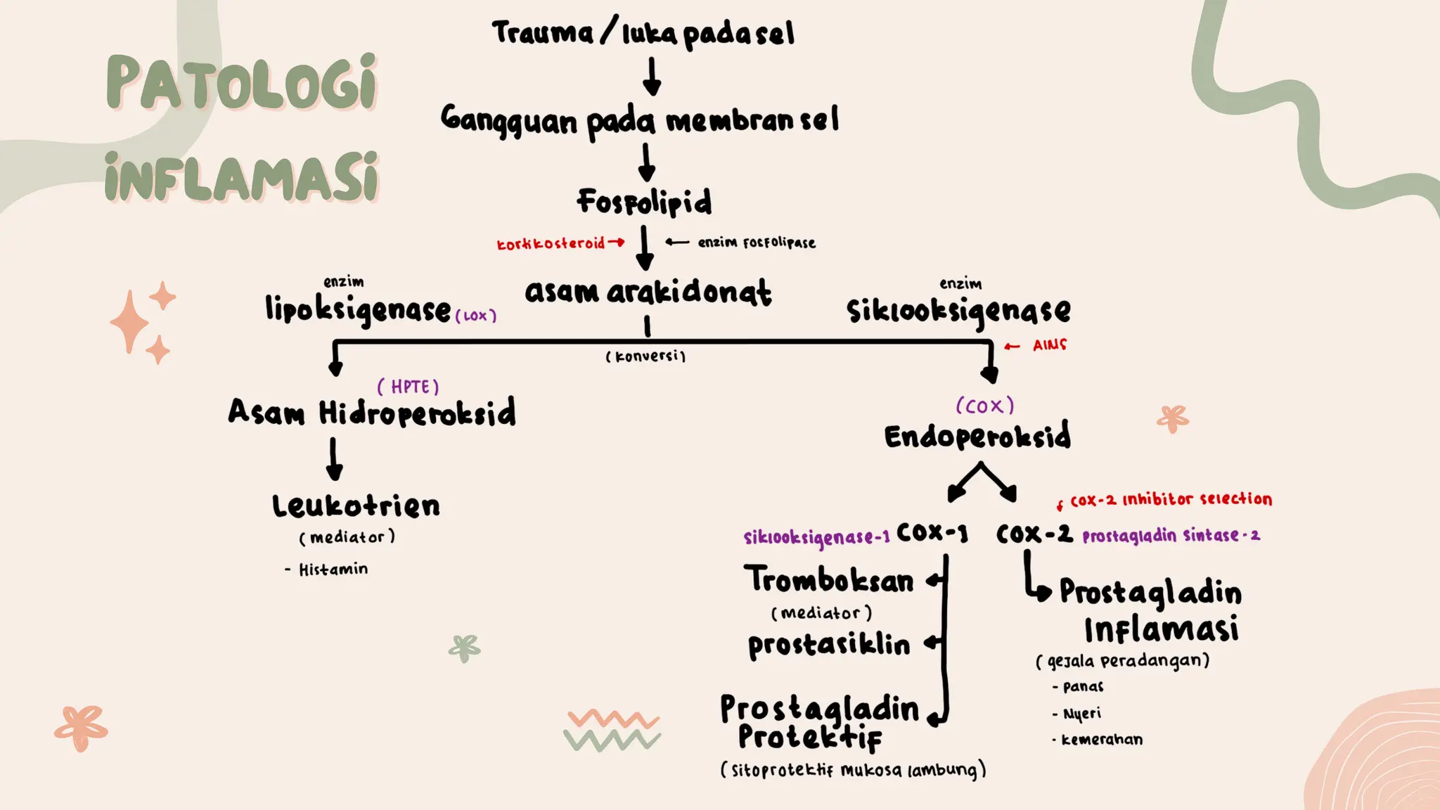 Ppt Inflamasi, mekanisme, obat, penyebab, pdf | PDF