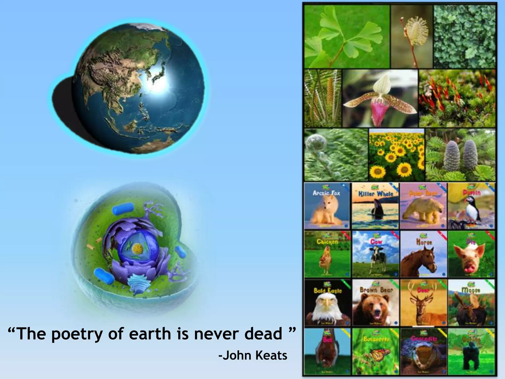 Inflammasomes: Guardian Angels of the body | PPTX