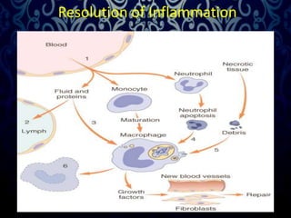Inflammation by Dr. Amit Suryawanshi .Oral & Maxillofacial Surgeon ...