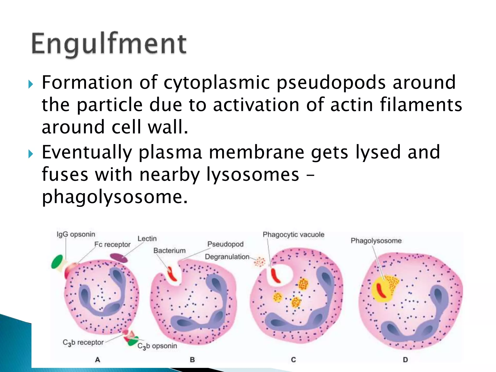 Inflammation | PPTX