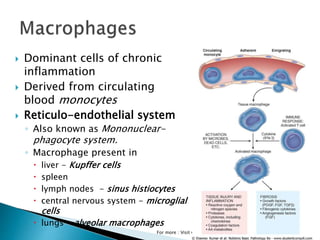 Inflammation | PPTX