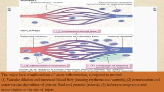 Inflammation (Acute and Chronic) Prof Mulazim Hussain Bukhari | PPTX