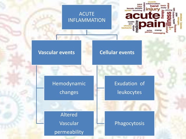 Inflammation- General Pathology seminar PG 1st year | PPTX | Blood ...