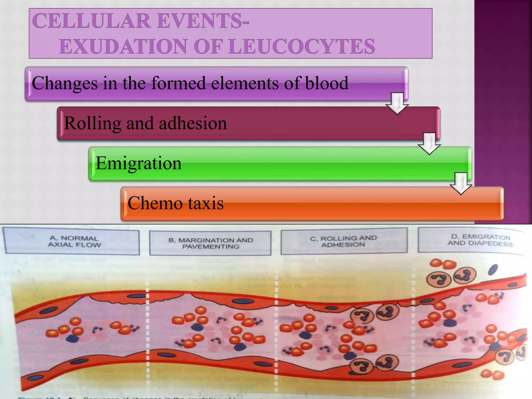 Inflammation | PPTX