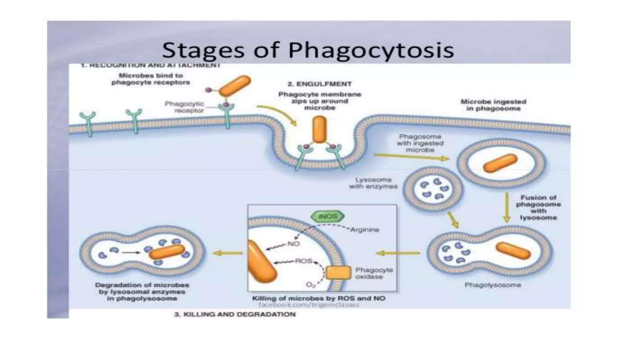 Pathophysiology of Inflammation | PPTX