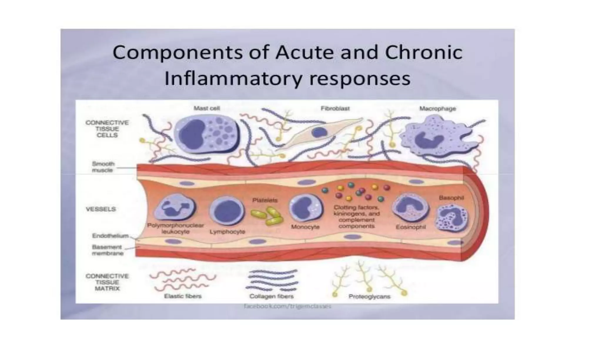 Pathophysiology of Inflammation | PPTX