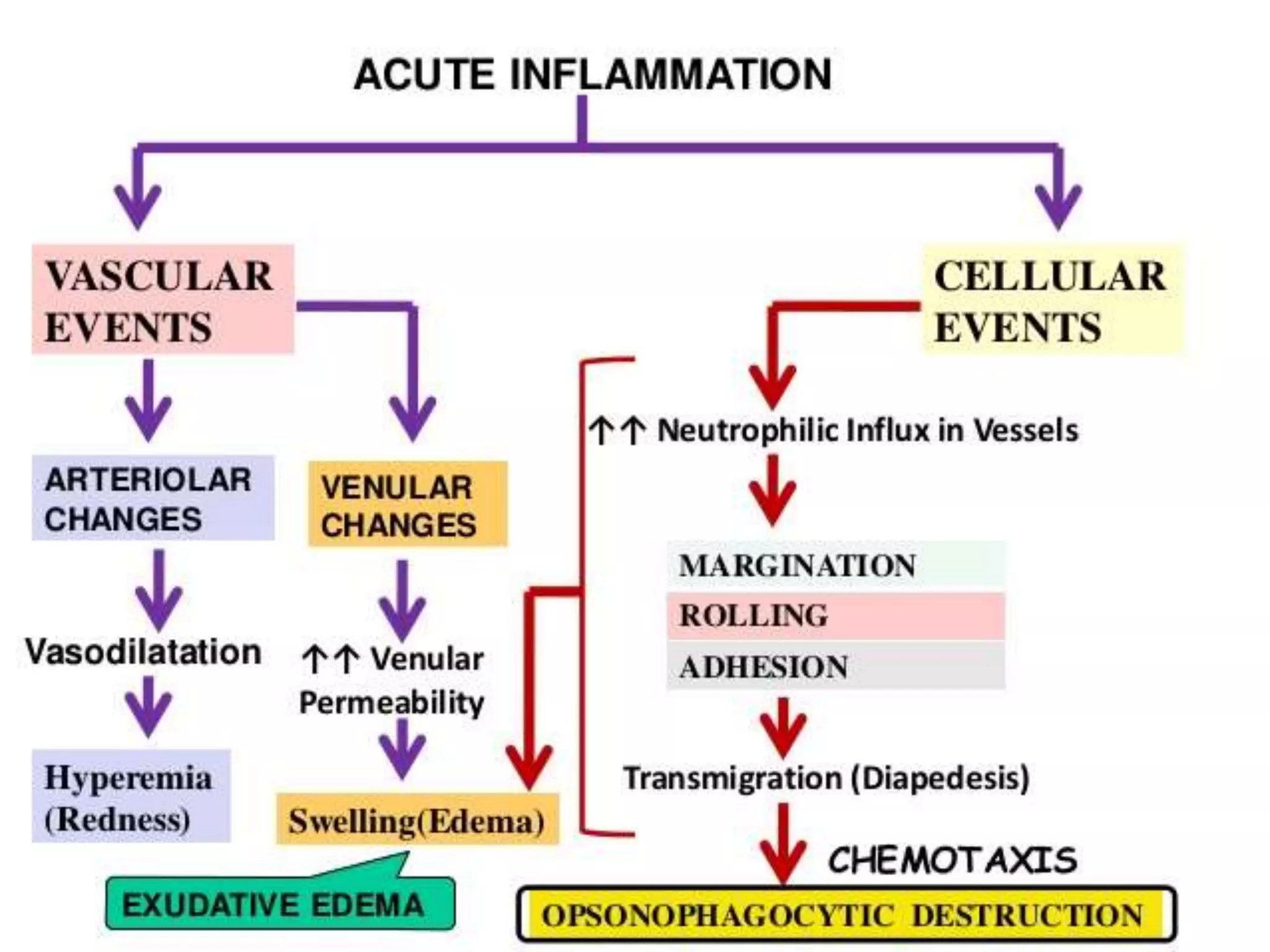 Inflammation | PPTX