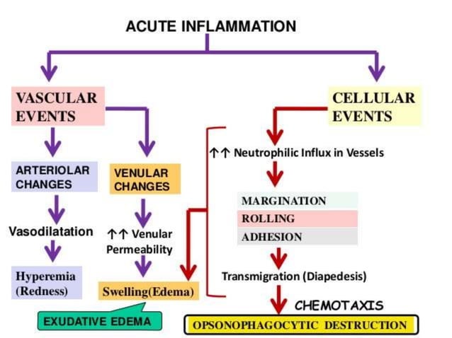 Inflammation | PPTX