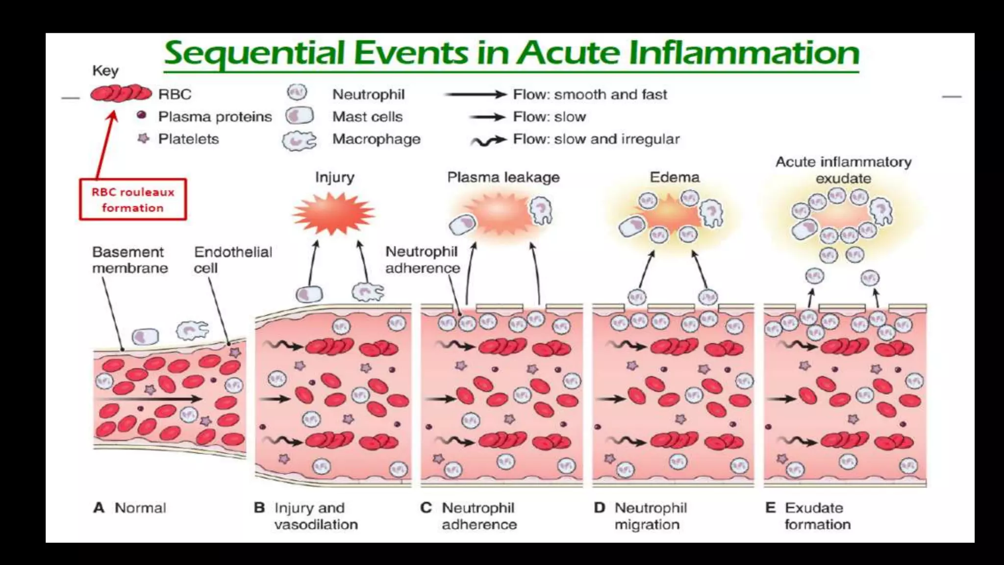 Inflammation | PPTX | Blood Disorders | Diseases and Conditions