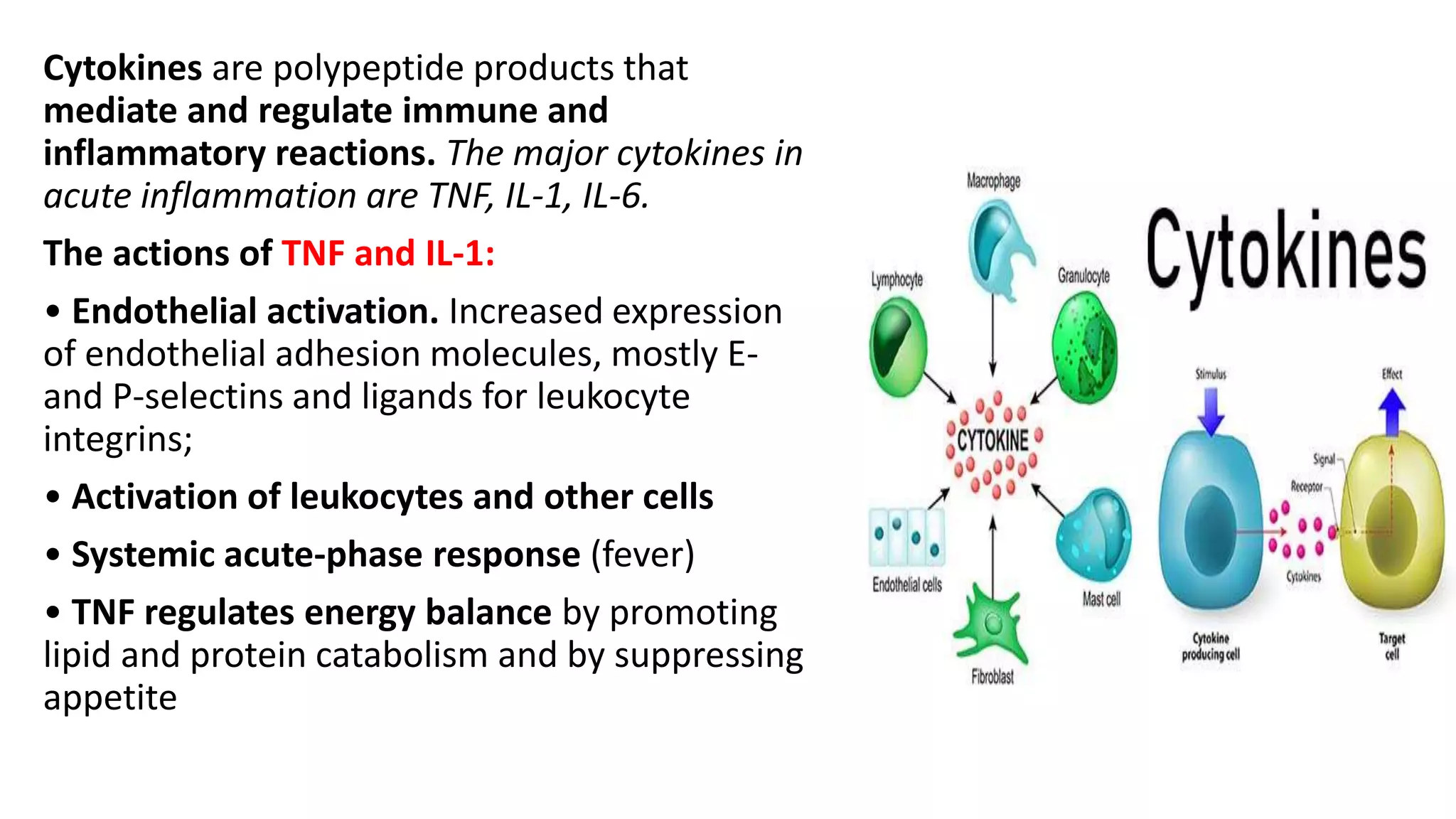 INFLAMMATION — копия.pptx