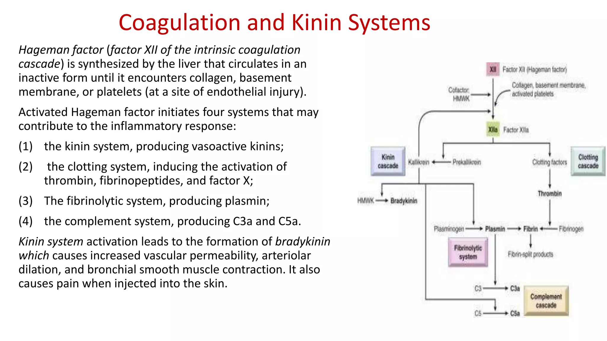 INFLAMMATION — копия.pptx