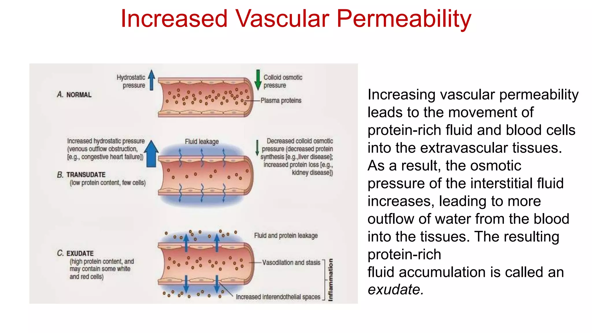 INFLAMMATION — копия.pptx