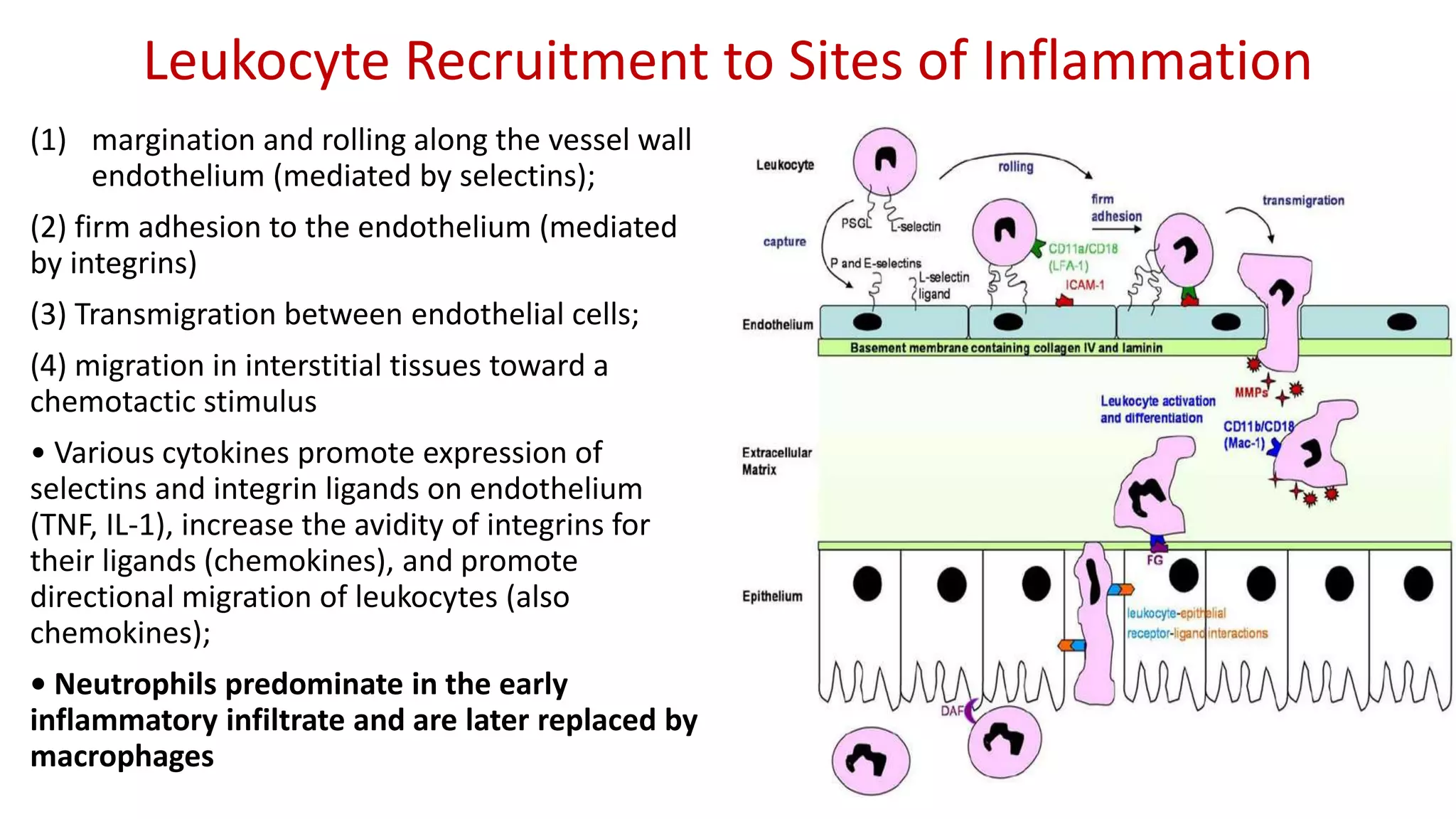 INFLAMMATION — копия.pptx