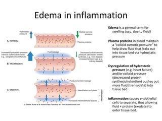 INFLAMMATION.pptx