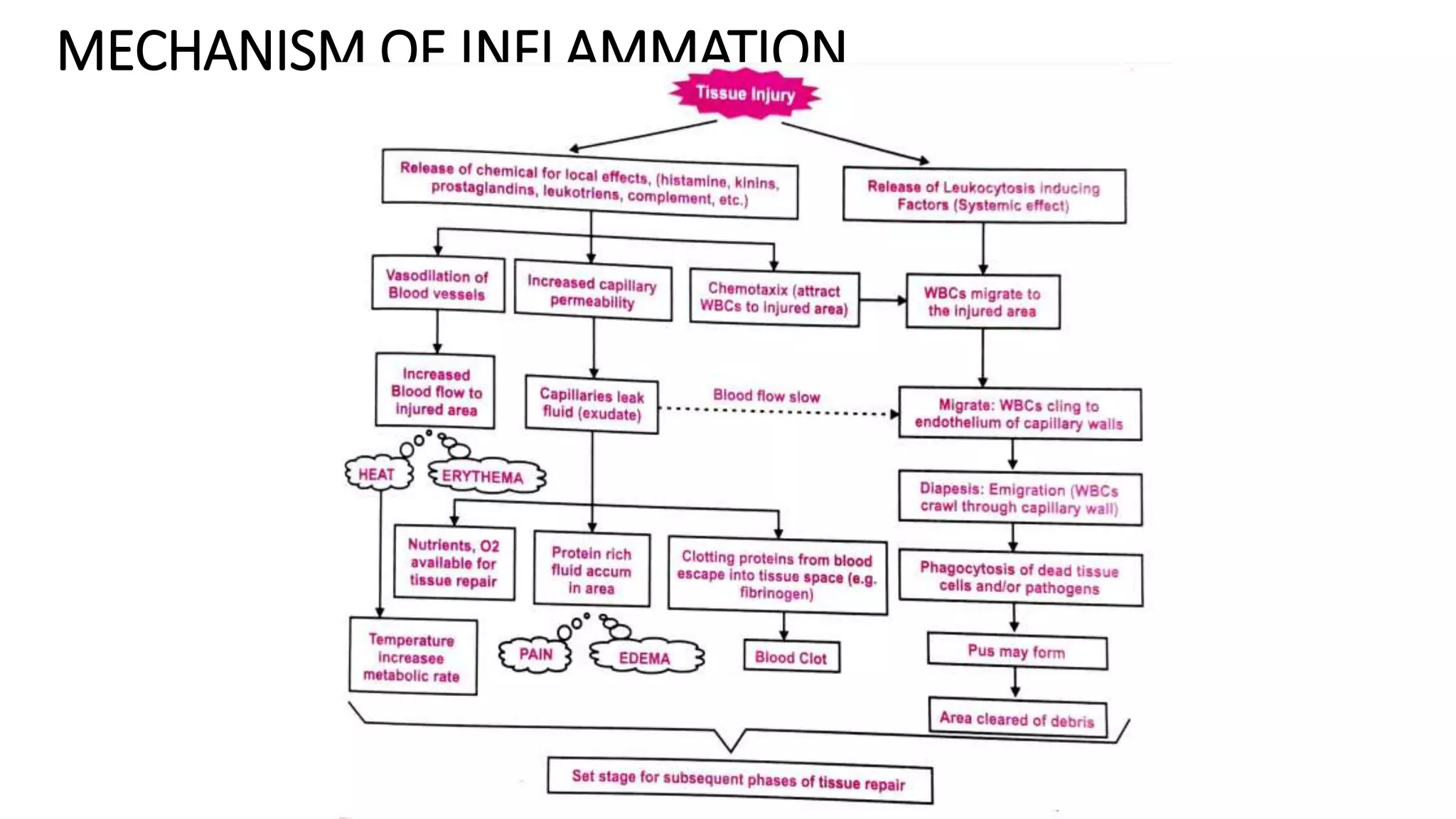 INFLAMMATION.pptx
