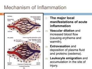 Inflammation.pptx | Blood Disorders | Diseases and Conditions