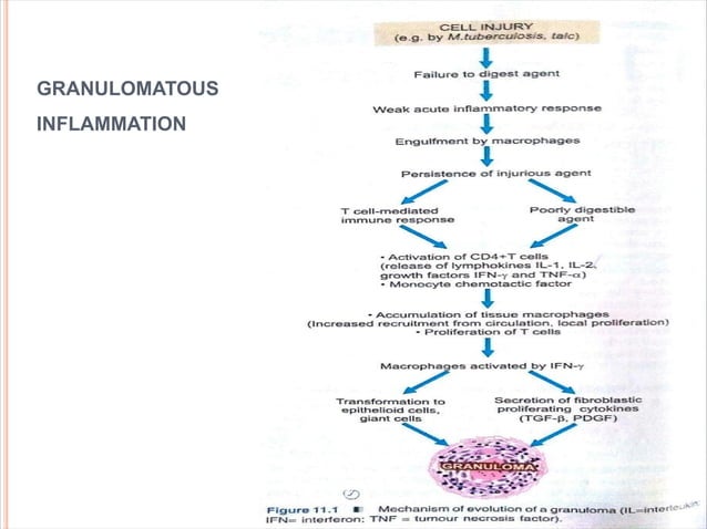 inflammation.pdf