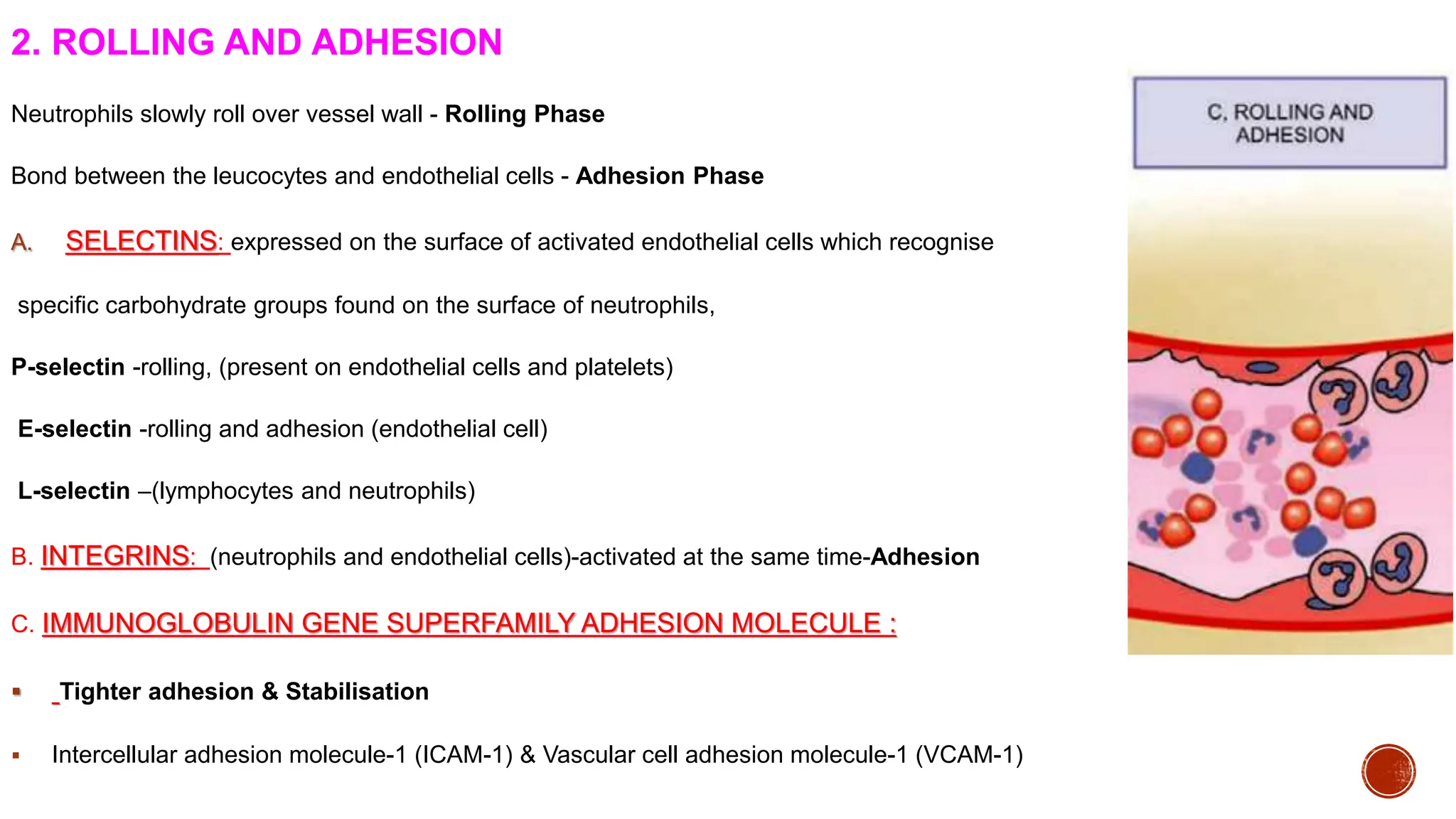 INFLAMMATION: acute and chronic inflammation | PPTX