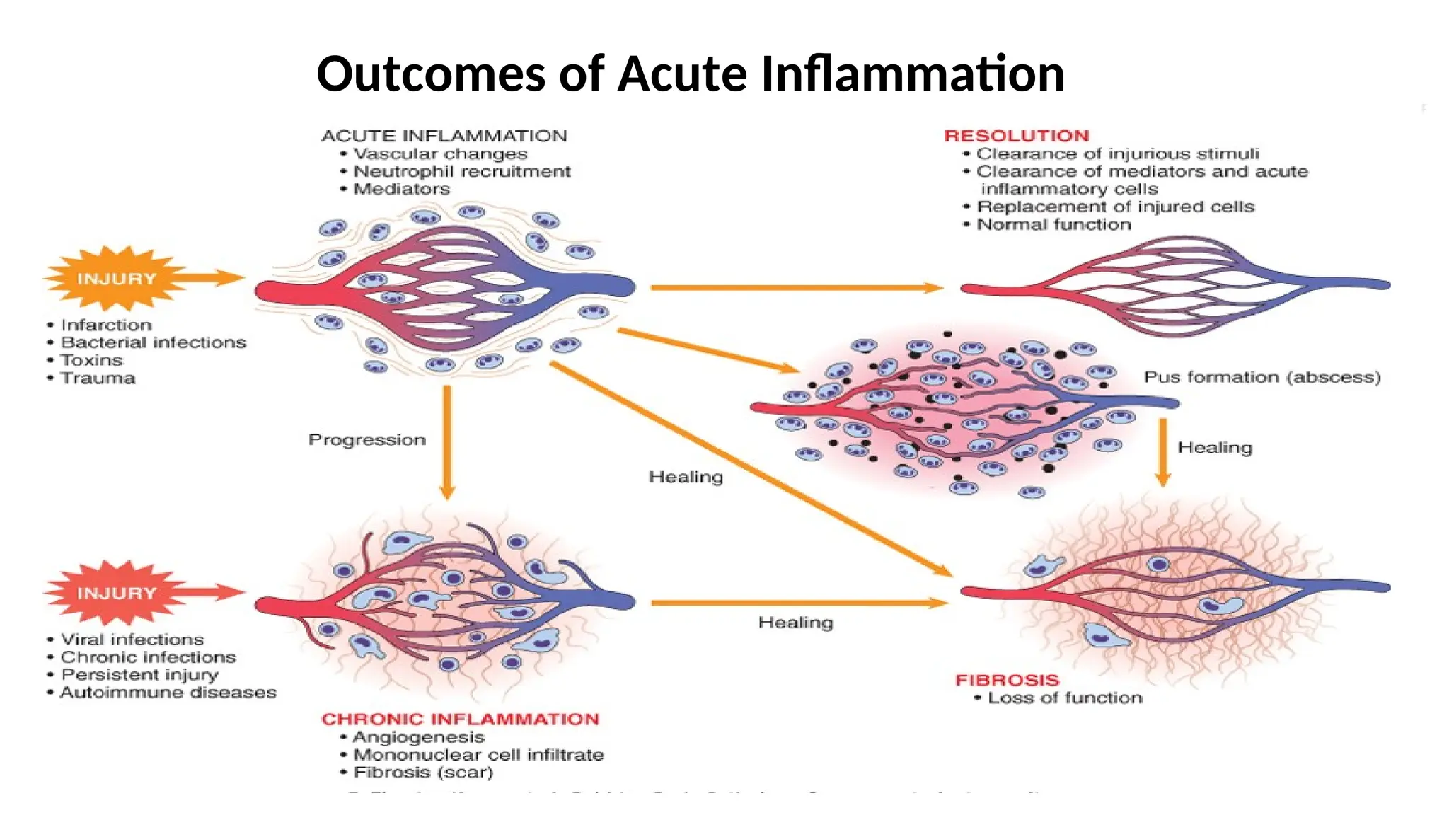 Inflammation is a basic topic in pathology | PPT