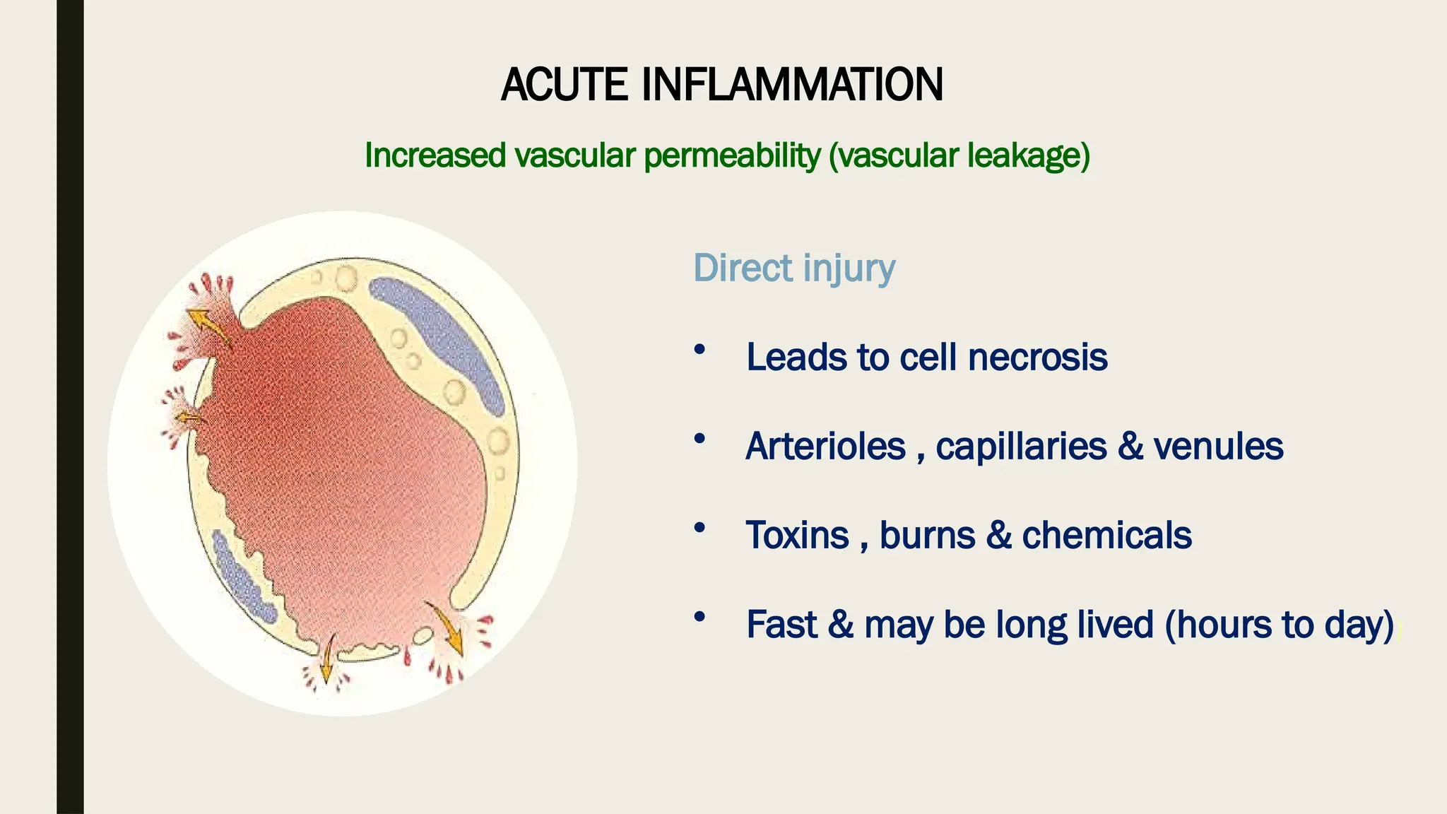 INFLAMMATION ACUTE AND CHRONIC DISEASESS | PPTX