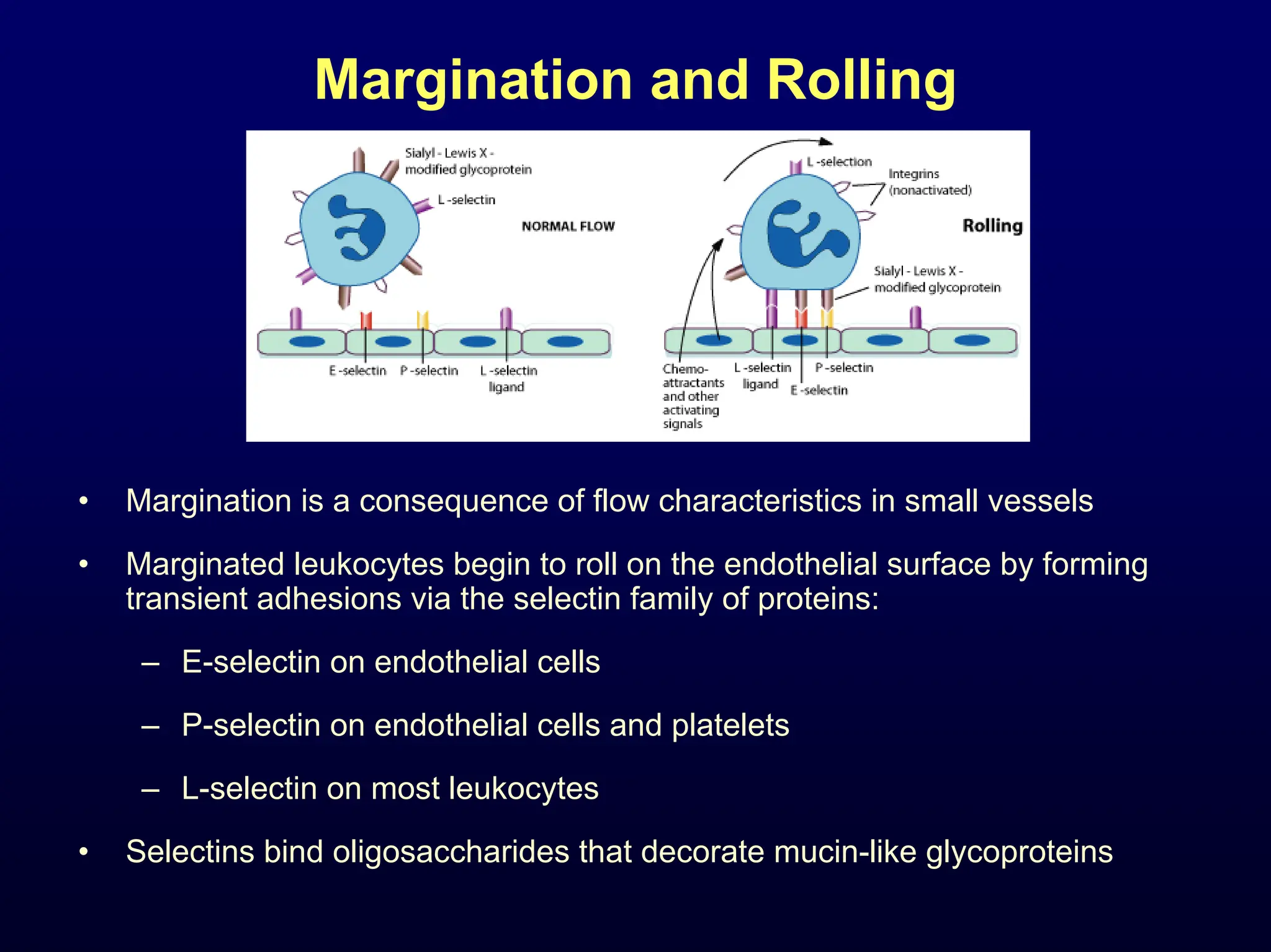 inflamacion, procesos, caracteristicas en ingles | PDF