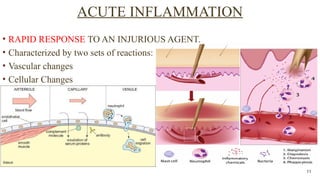 INFLAMMATION - GENERAL CHARACTERTISTICS | PPTX