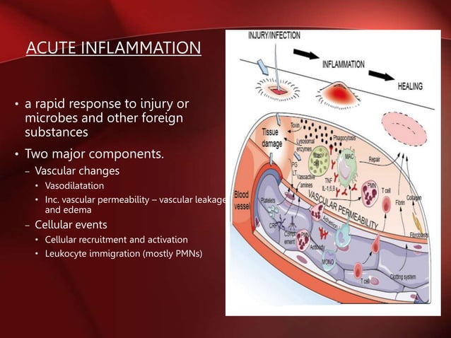 Inflammation1.pptx