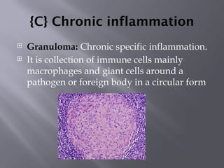 Comprehensive Overview of Acute and Chronic Inflammation Types and ...