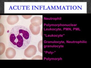 INFLAMMATIONS and types of inflammation (3).ppt