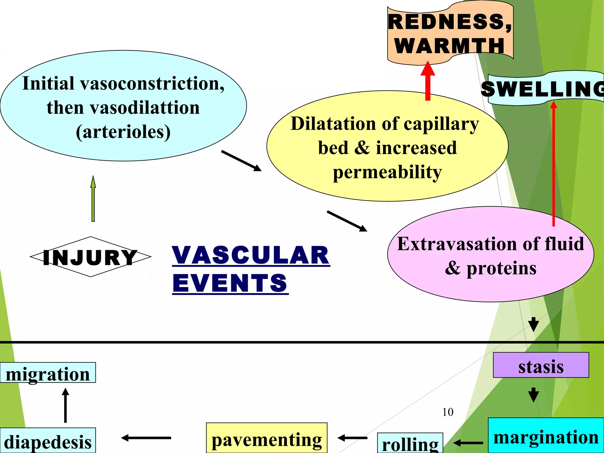 Inflammation and Healing.by Arindam | PPT