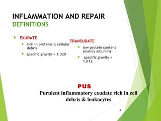 Inflammation and Healing.by Arindam | PPT | Medical Health
