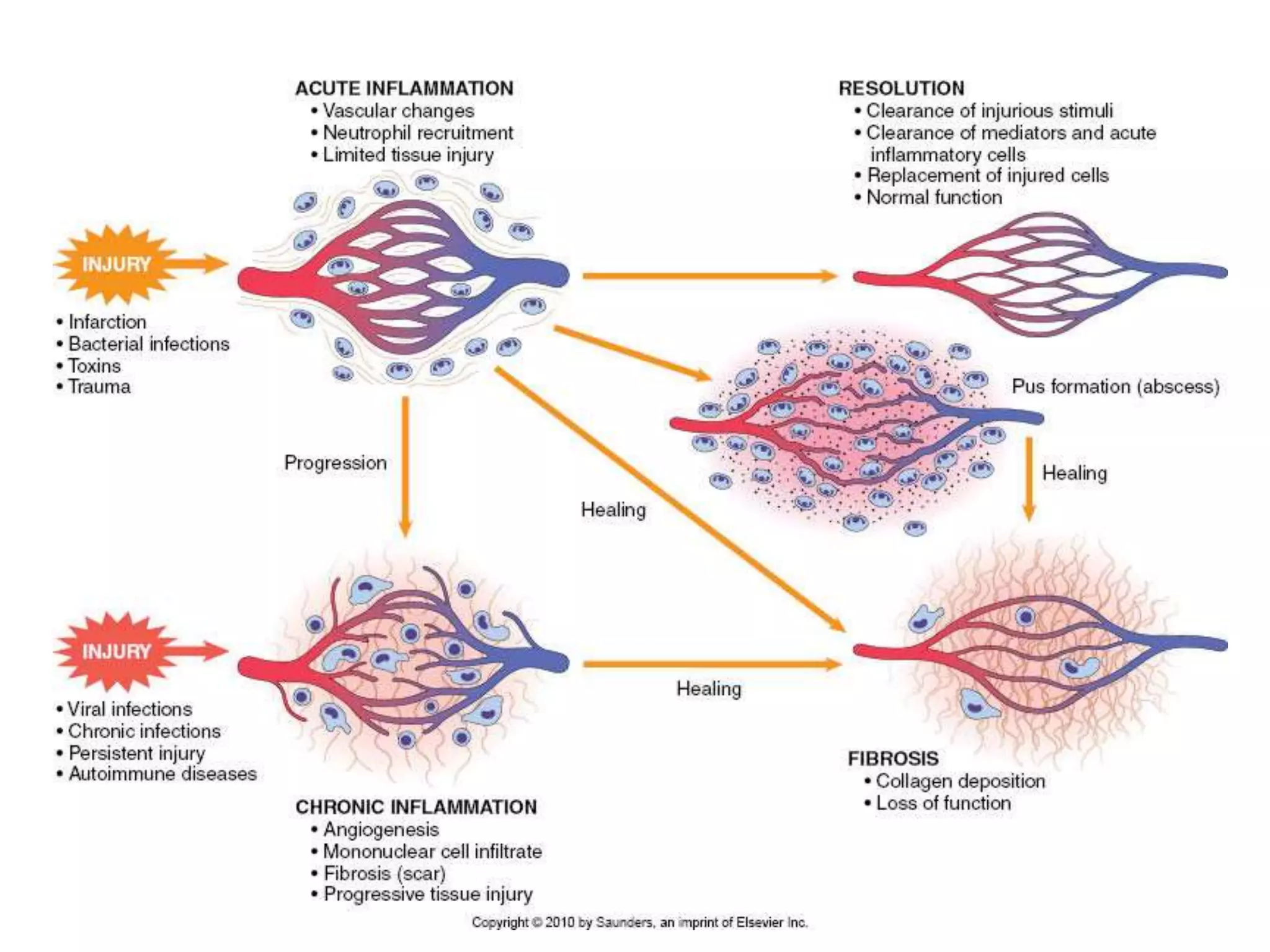 Inflammation and Healing.ppt