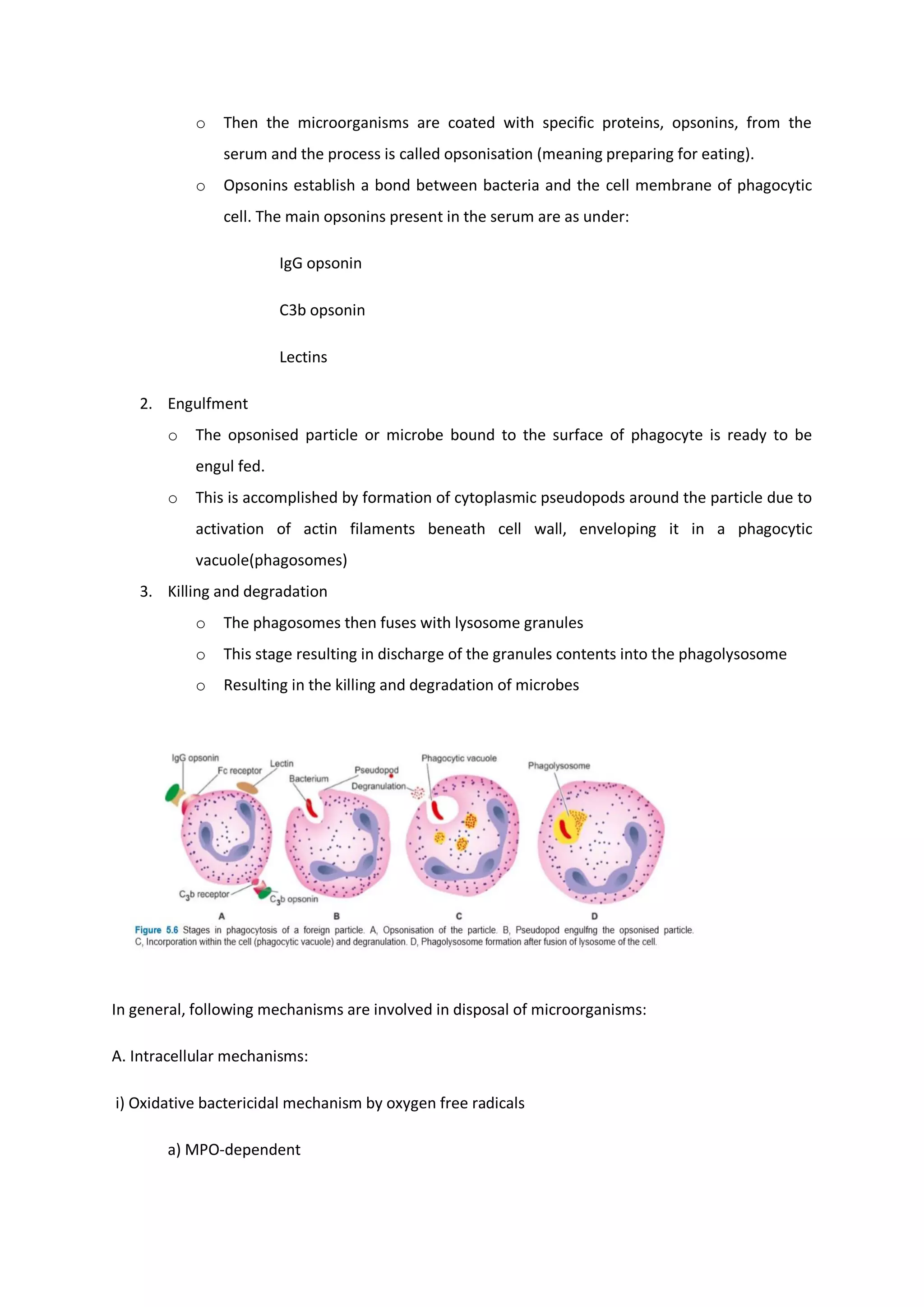 Inflammation notes Pathophysiology | PDF
