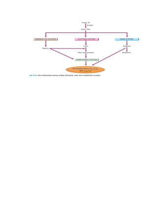 Inflammation notes Pathophysiology | PDF