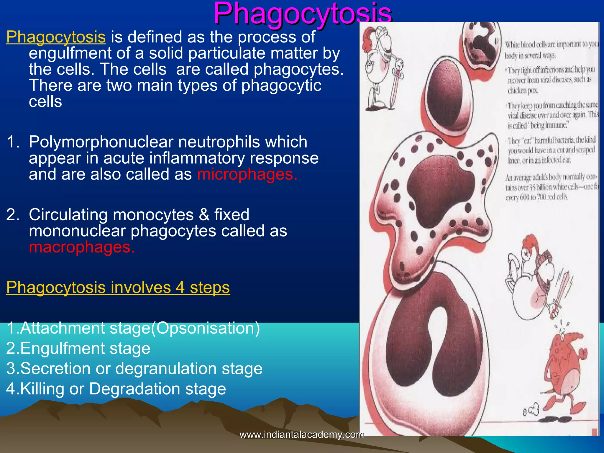 Inflammation and repair /orthodontic courses by Indian dental academy | PPT