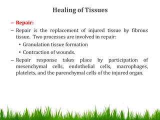 Inflammation and repair | PPTX