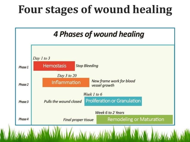 Inflammation and repair | PPTX | Blood Disorders | Diseases and Conditions