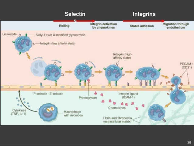 Inflammation and repair darpan