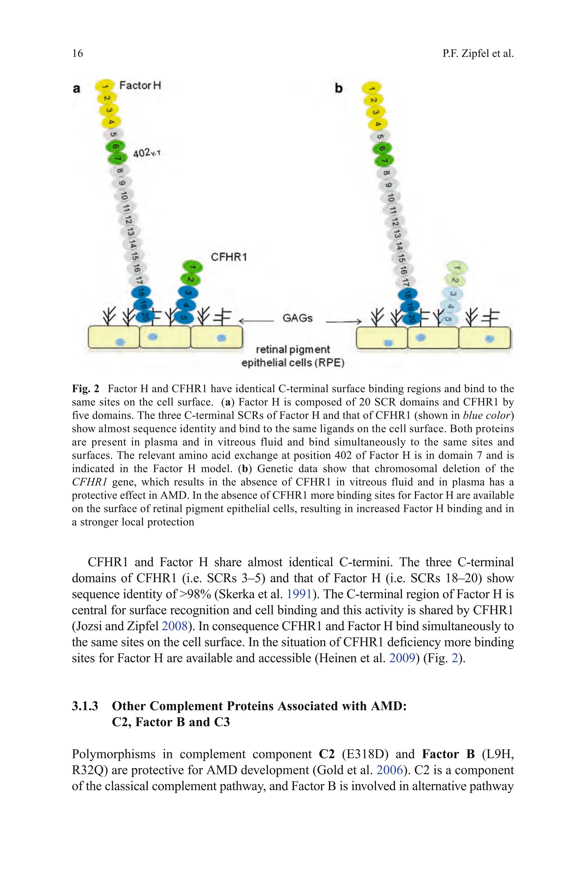 Inflammation and Retinal Disease Complement Biology and Pathology.pdf