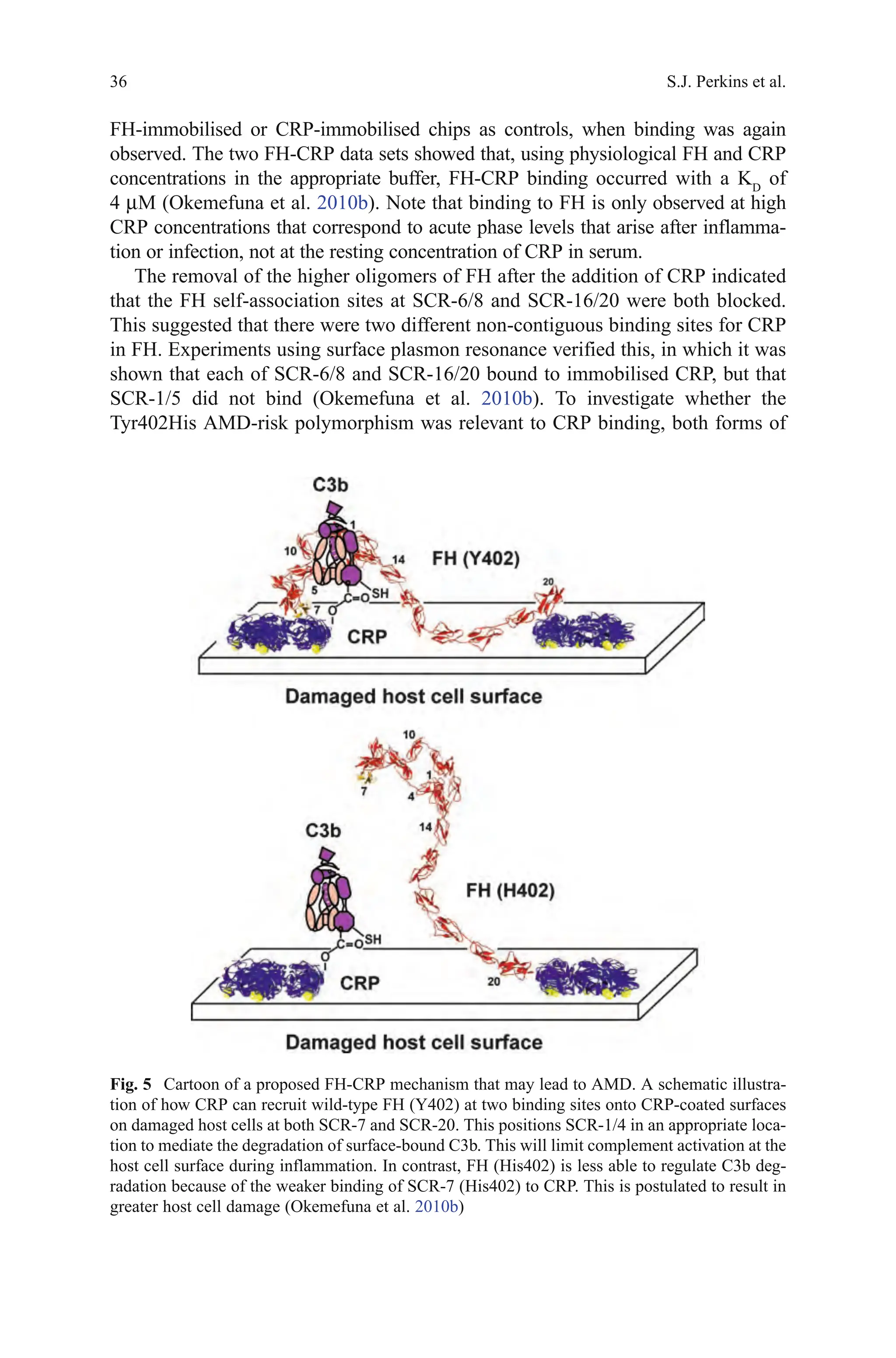 Inflammation and Retinal Disease Complement Biology and Pathology.pdf