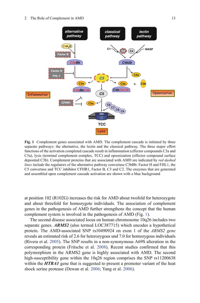 Inflammation and Retinal Disease Complement Biology and Pathology.pdf
