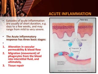 Inflammation and tissue Repair.pptx