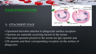 Inflammation and wound healing | PPTX