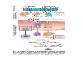 Inflammation by suraj chhetri | PPT