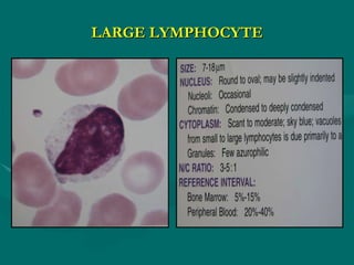 Inflammation Lab Slides | PPT