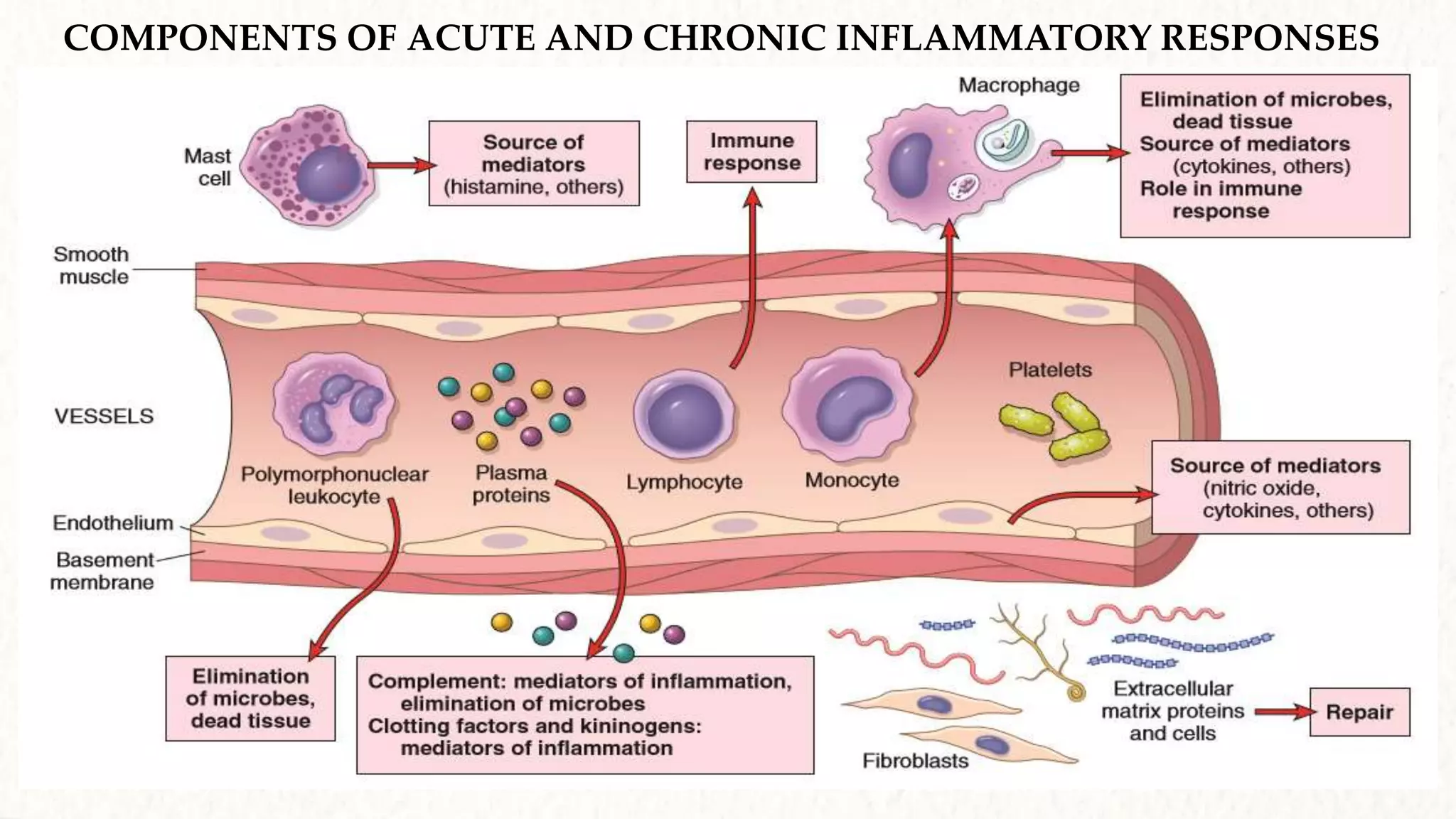 Inflammation in the Oral Cavity | PPTX